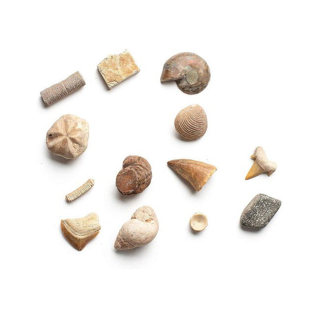 Kids Fossil Dig Brick – Midwest Diggers