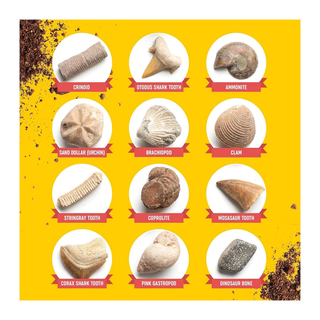 Large Fossil Dig Kit – Midwest Diggers