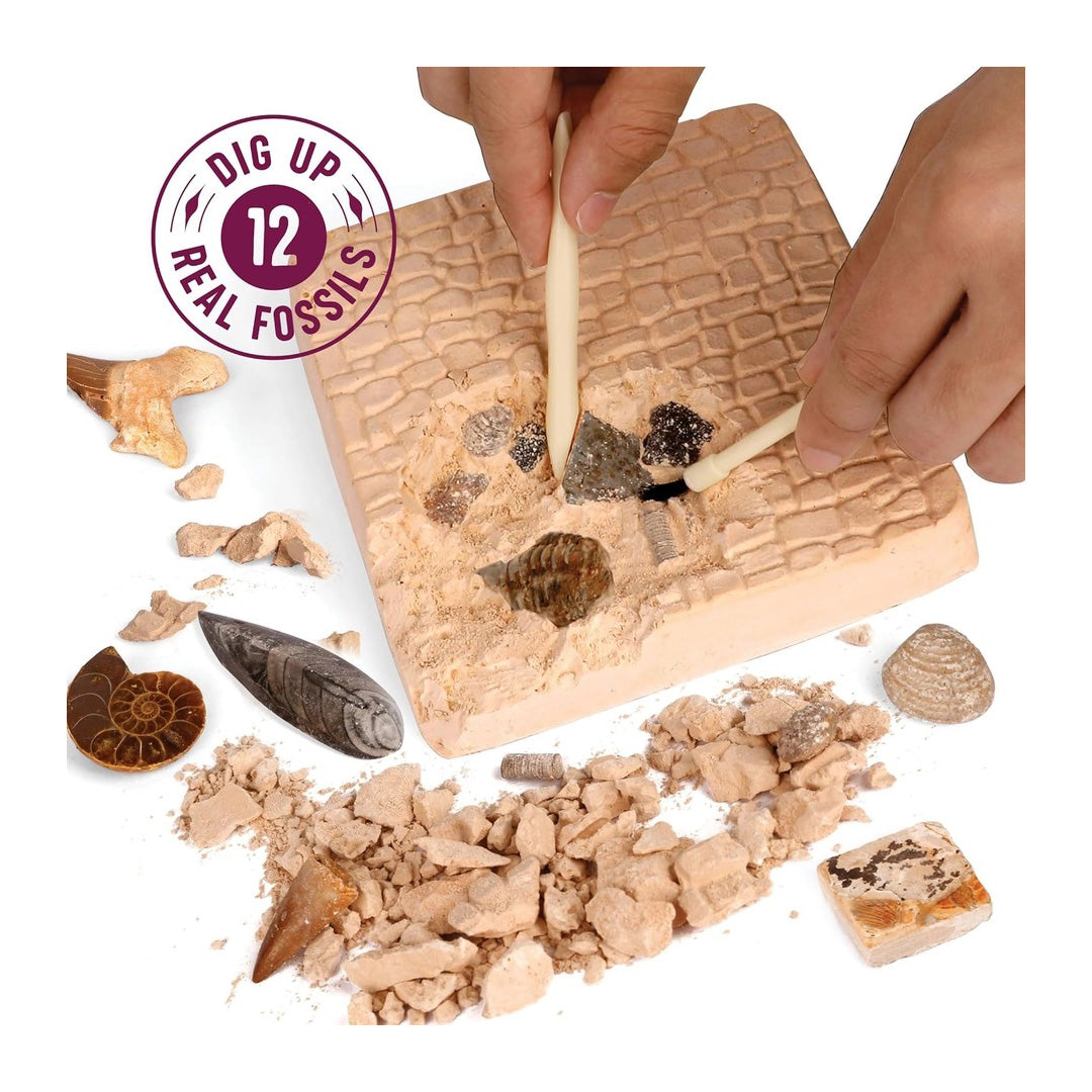 Large Fossil Dig Kit – Midwest Diggers