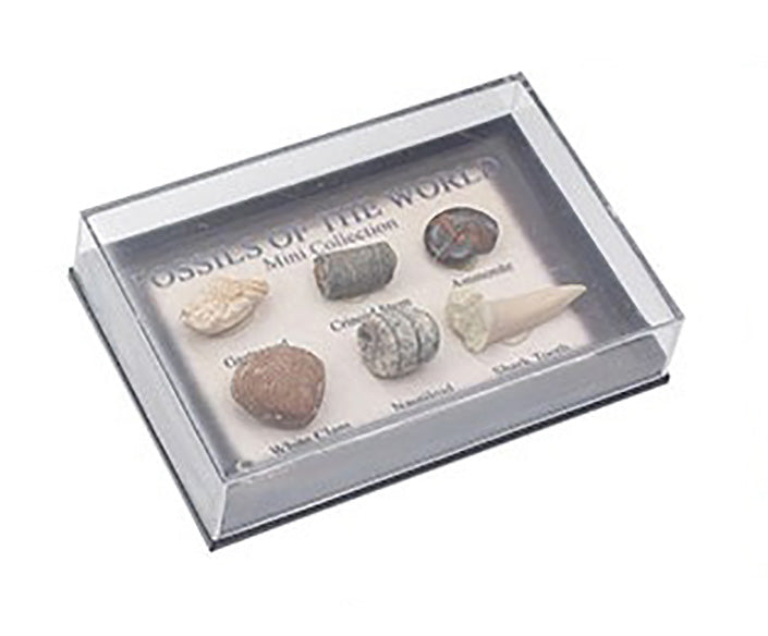 Fossils from Around the World collection – Midwest Diggers